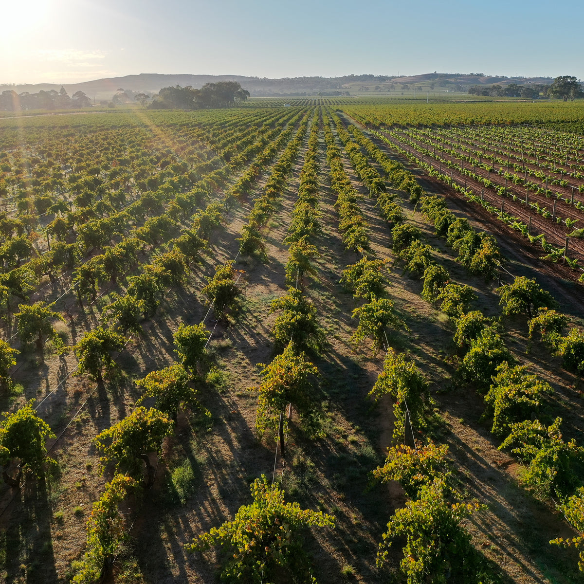 What's in the Name - The Noble Role of Greyhounds at Levier – Levrier ...